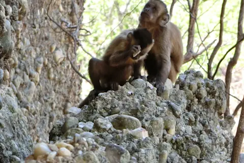 Monkey See, MONKEY SMASH! Are Monkeys Making Hominin-Style Stone Tools ...