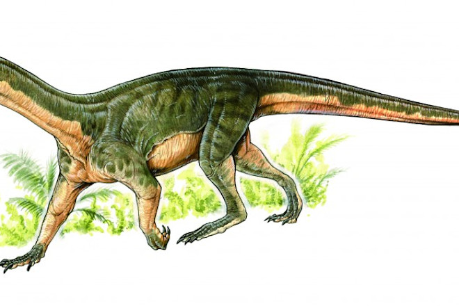 New Dinosaur Relative Teleocrater Raises Questions About Their ...