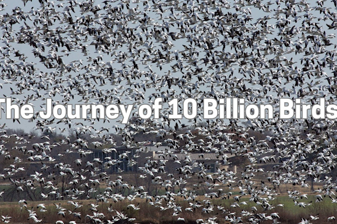 Bird Migration And Snow Cover: Unveiling Nature’s Hidden Connection - Birds