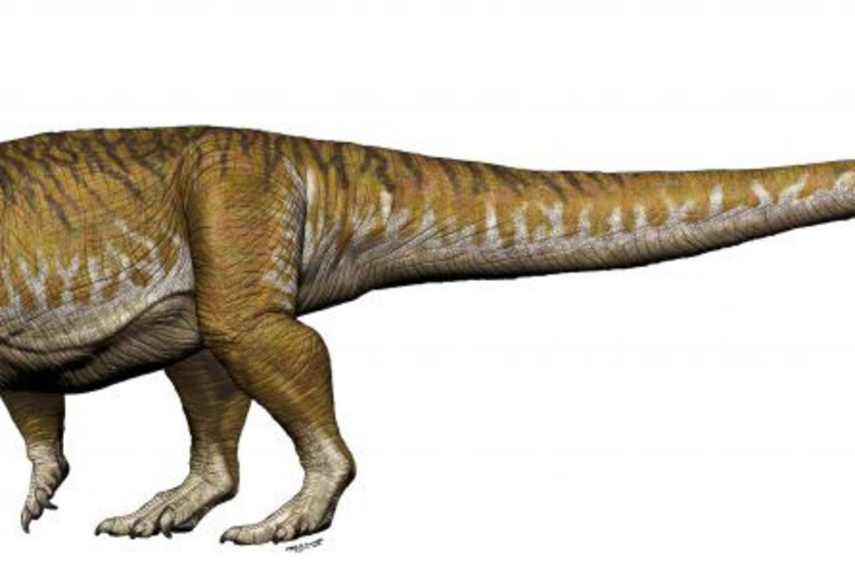 Ingentia Prima: A Dinosaur Making It Big On Its Own Terms | Discover ...