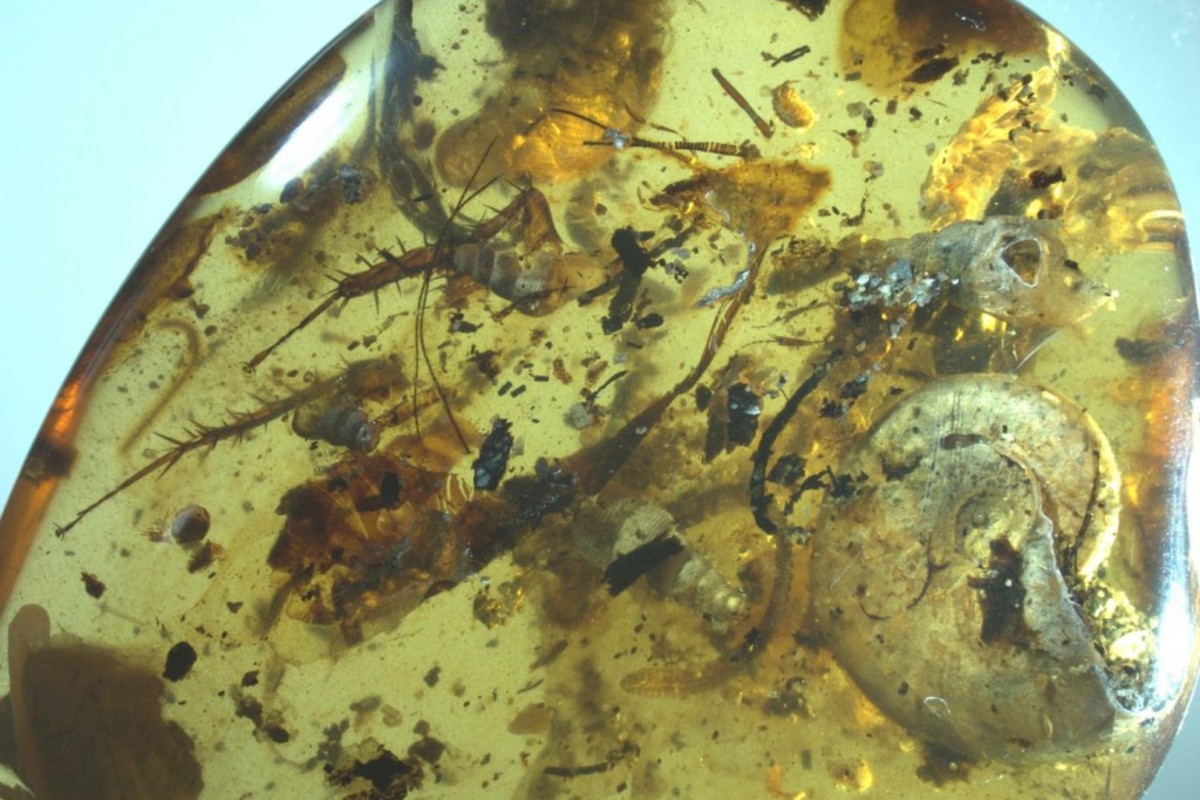 Amber Preserves Rare Snapshot Of Coastal Life 99 Million Years Ago ...