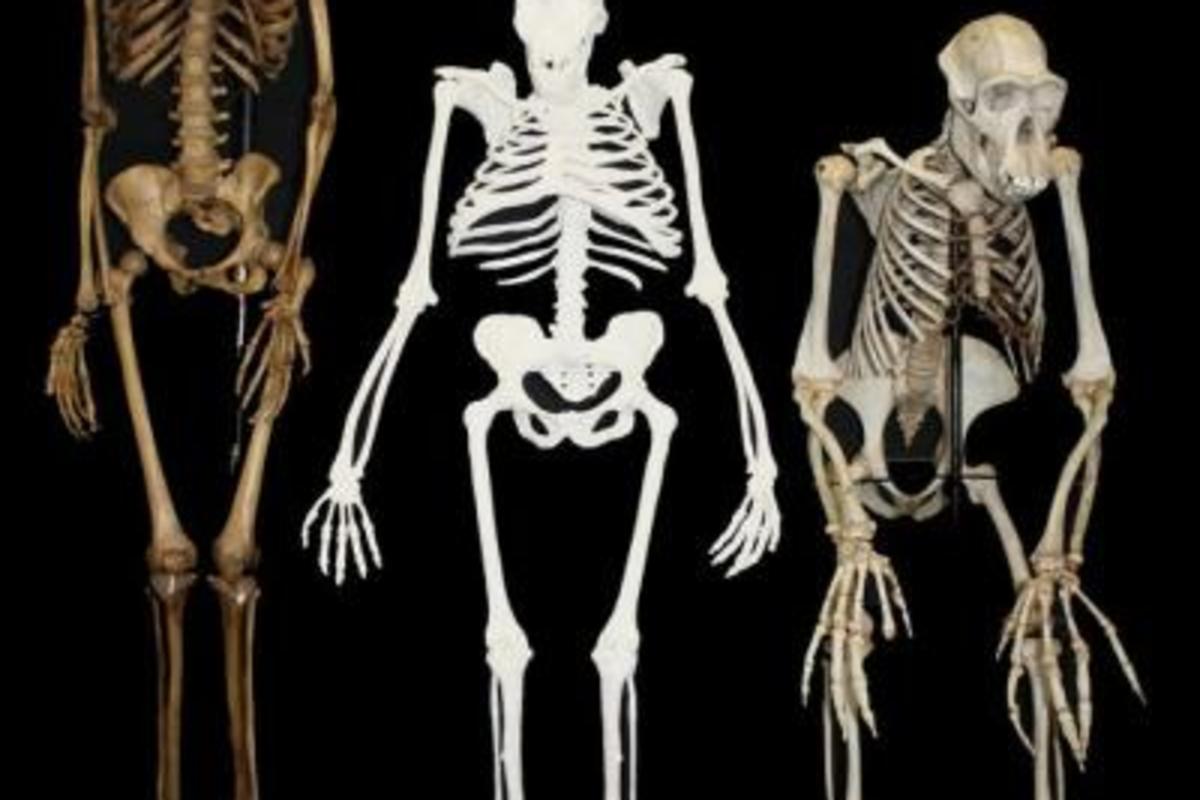 Was Australopithecus sediba Our Ancestor? | Discover Magazine