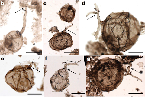Billion-Year-Old Fossil Fungi, Oldest Known, Revises Broader Evolution ...