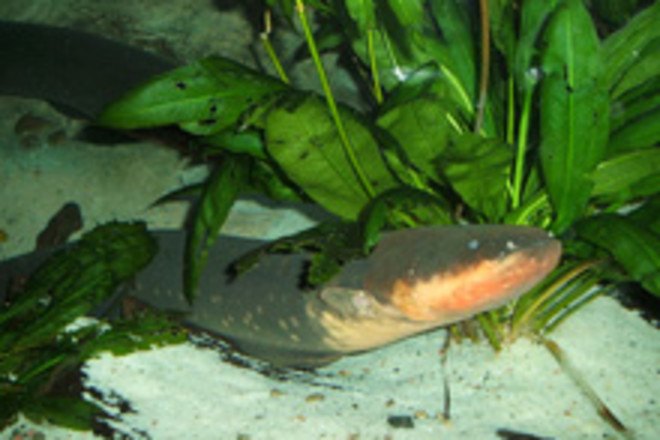 I'm Dreaming of an Eel-Illuminated Christmas | Discover Magazine