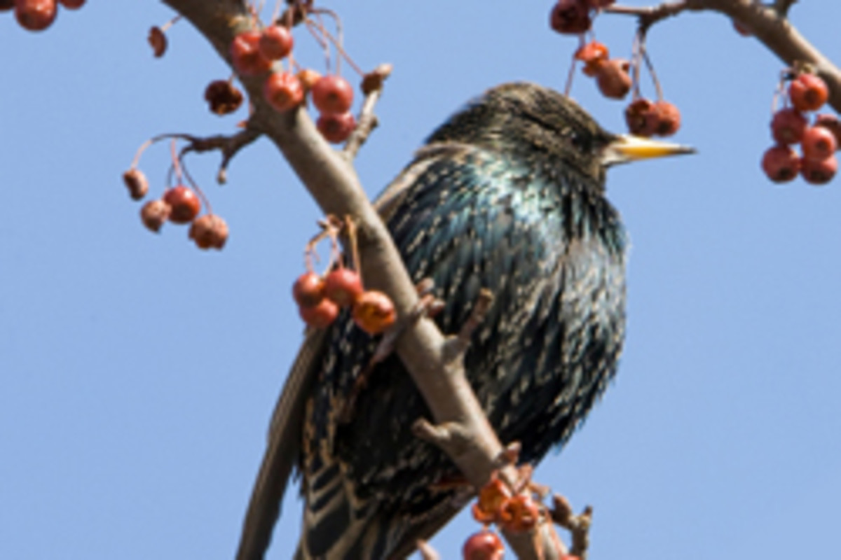 Female Starlings Duped into Mating with Duds | Discover Magazine