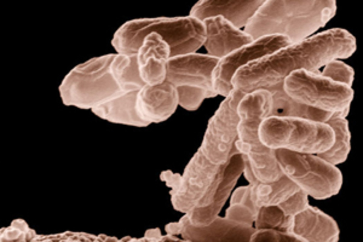 Numbers: Microbes, From the Tiny Genome to the 70 Trillion in Your Body ...