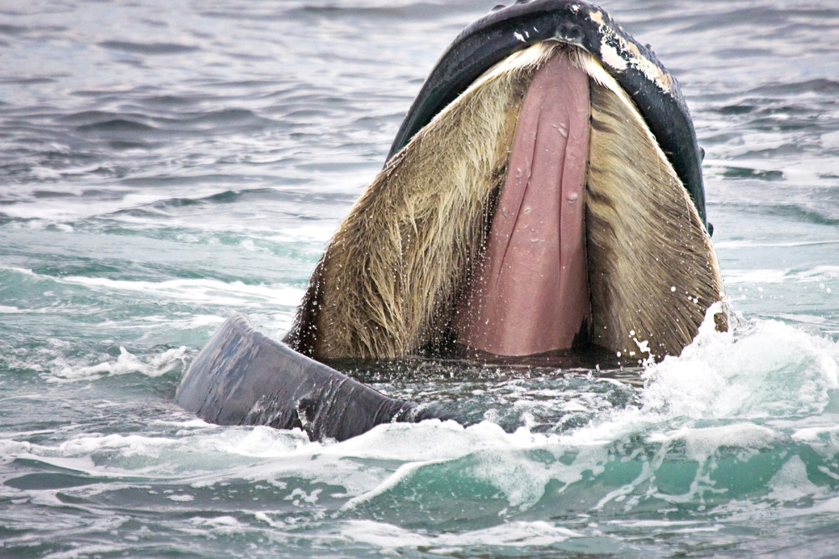 These Animals Have the Best and Worst Sense of Taste | Discover Magazine