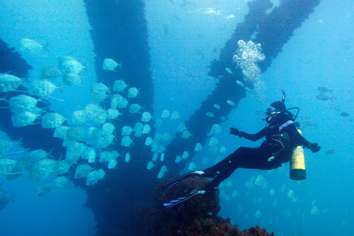 Cunning Fish Use Polarized Light for Camouflage | Discover Magazine