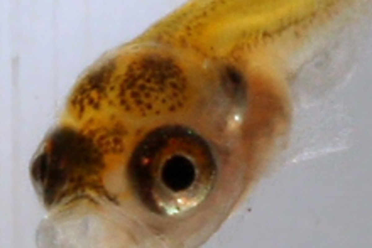 Contaminated Australian River Spawns Millions of Two-Headed Fish ...