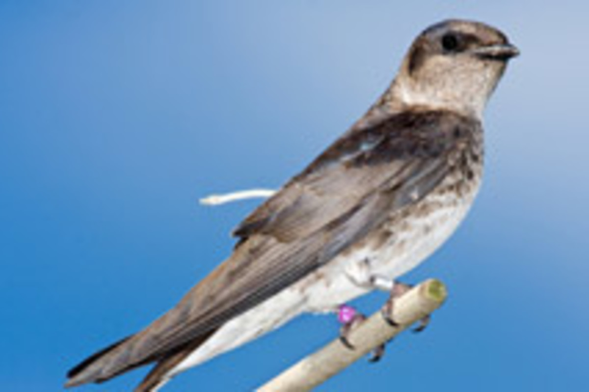 Tiny Bird Backpacks Reveal the Secrets of Songbird Migration | Discover ...