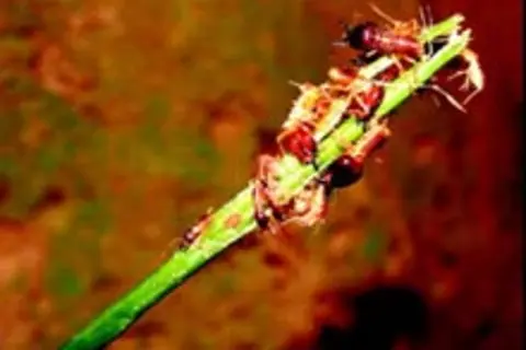 Chimps Invent Improved Stick Technology to Catch More Termites ...