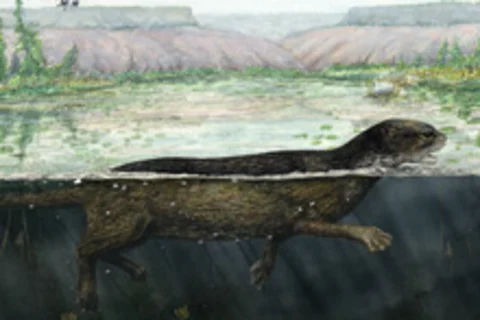 Otter-Like Fossil Is a Missing Link in Seal Evolution | Discover Magazine