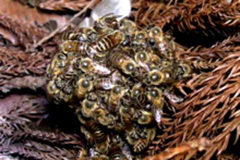 A Bee Mob Kills Giant Hornets With a Hot & Stuffy "Bee Ball" | Discover ...