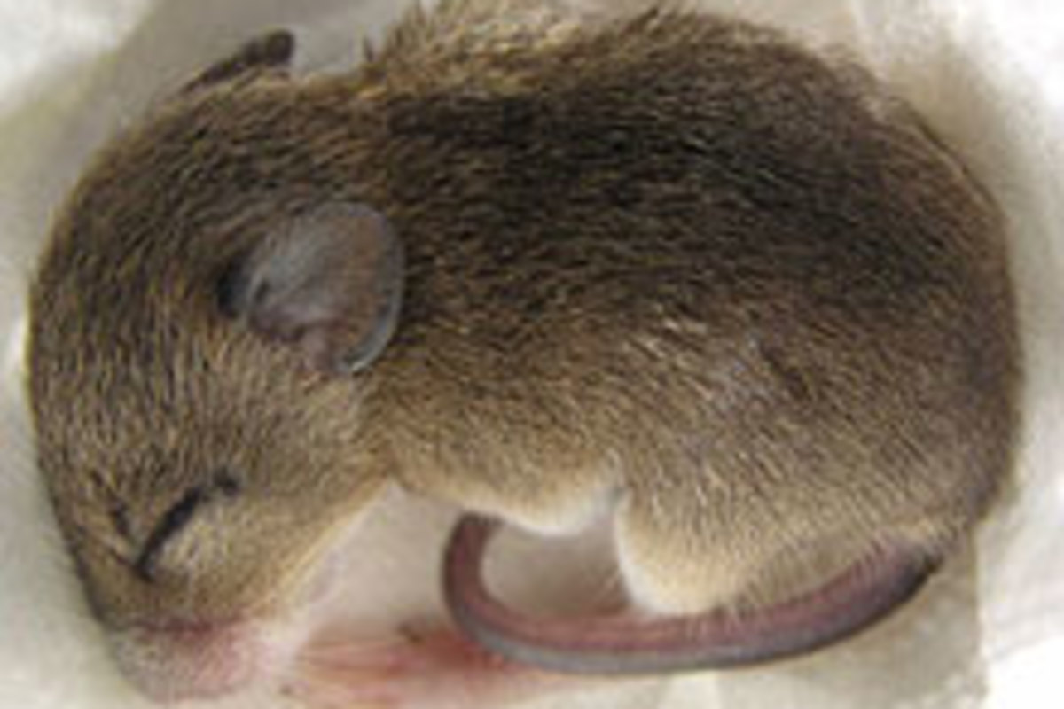 Immunosuppressant Drug Extends Lifespan of Elderly Mice | Discover Magazine
