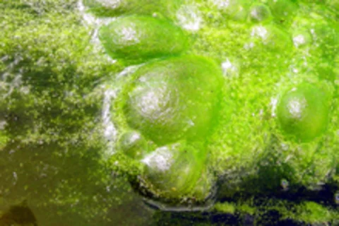 Could Exxon Go Green? Oil Giant Invests in Algae Biofuel Research ...