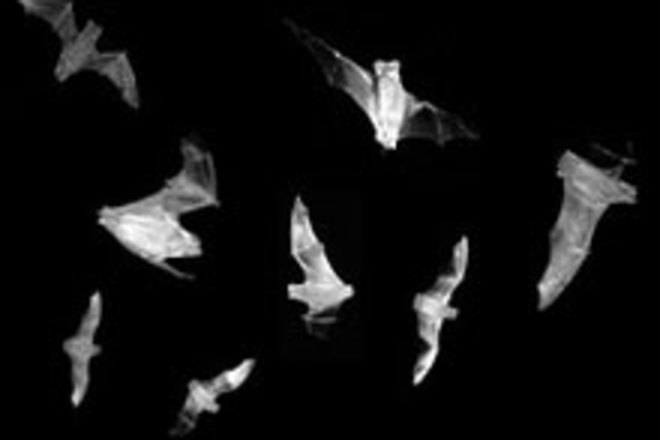 Radar May Keep Bats Away From Wind Turbines’ Blades | Discover Magazine