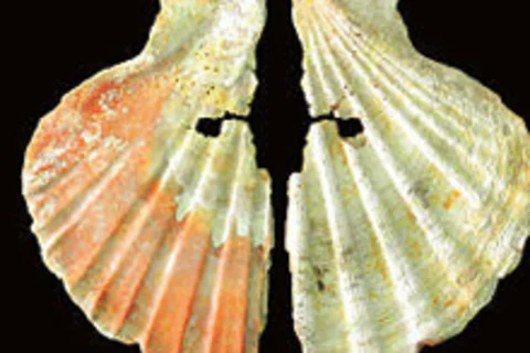 Crafty & Clever Neanderthals Made Jewelry 50,000 Years Ago | Discover ...