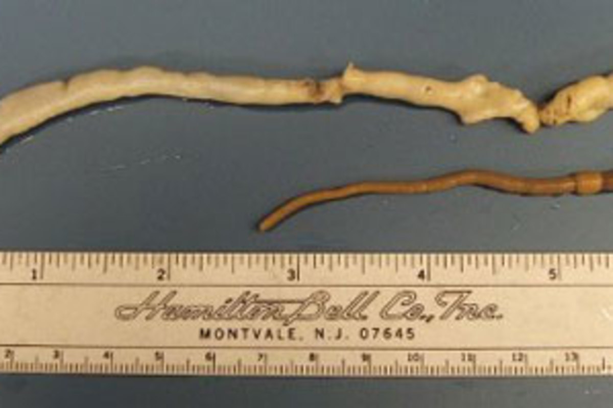 Legendary Giant Earthworm Finally Appears, Disappoints Everybody ...