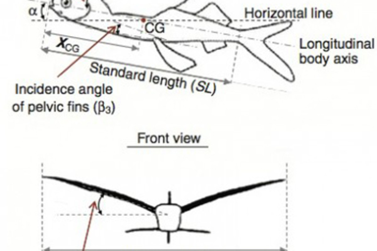 A Dead Flying Fish in a Wind Tunnel Is Still an Excellent Glider ...