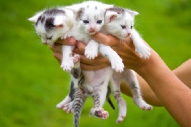 Psychology: Why You Want to Squeeze Cute Things | Discover Magazine