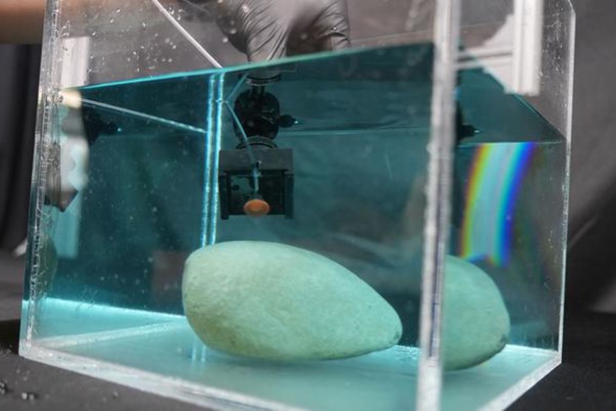 Octopus Suckers Inspire New Grippy Material to Help Grab Objects ...