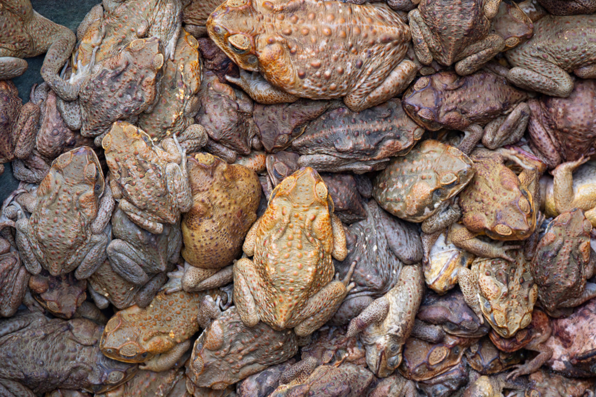 Detective Dogs, Toads, and Artificial Intelligence Can Help Control ...