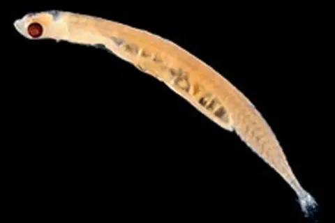 94: Smallest Fish Found | Discover Magazine