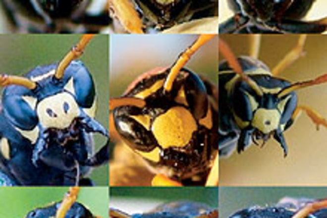 The Kind of Face Only a Wasp Could Trust | Discover Magazine