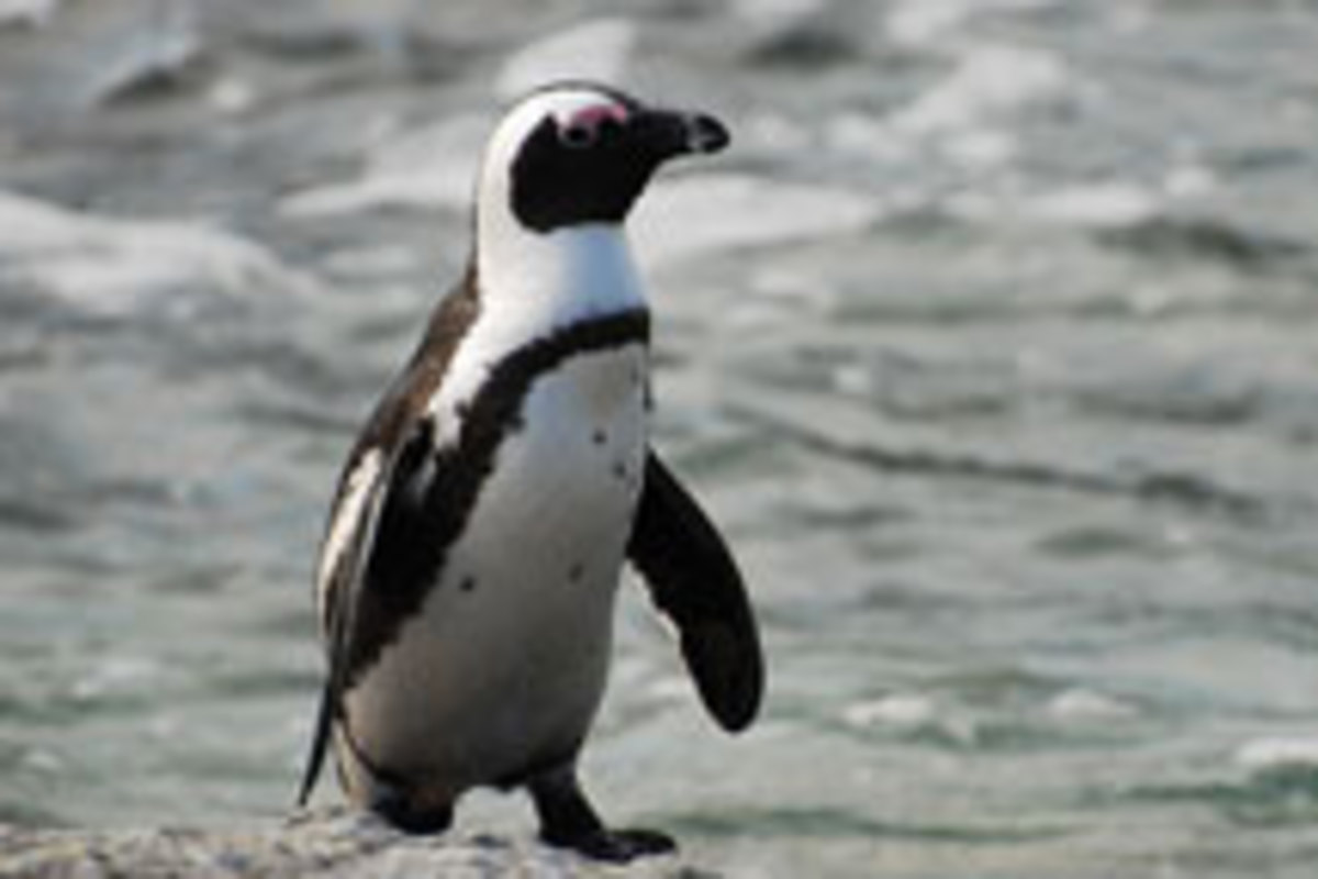 Researchers Use Feather “Fingerprints” to Track Penguins | Discover ...