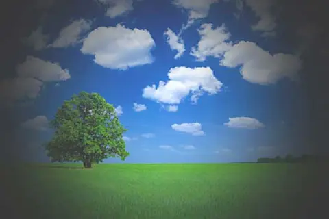 Birds Navigate Using Magnetic Compass-Vision | Discover Magazine