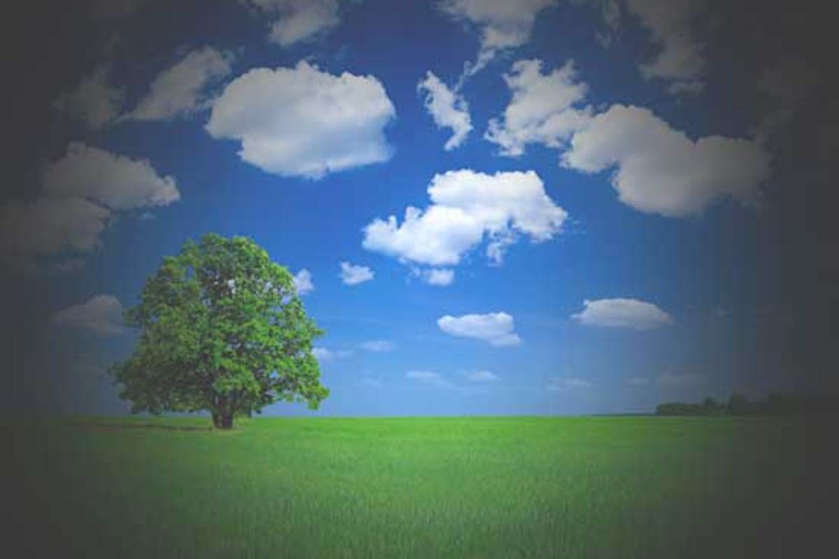 Birds Navigate Using Magnetic Compass-Vision | Discover Magazine