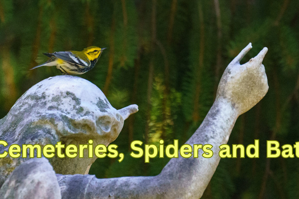 Bats, Spiders and Cemeteries | Discover Magazine