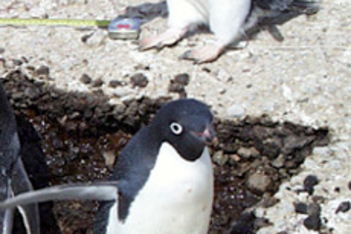 Raw Data: Beacon Bird of Climate Change | Discover Magazine