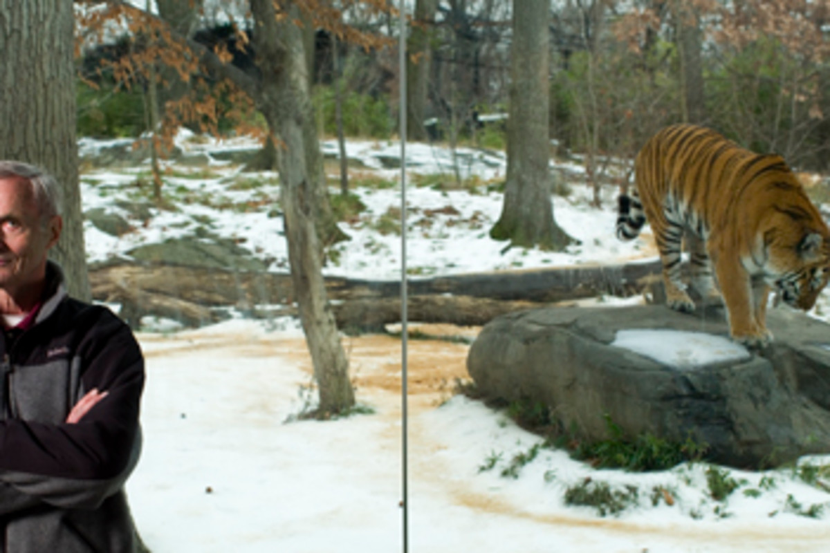 George Schaller's Grand Plan to Save the Marco Polo Sheep | Discover ...