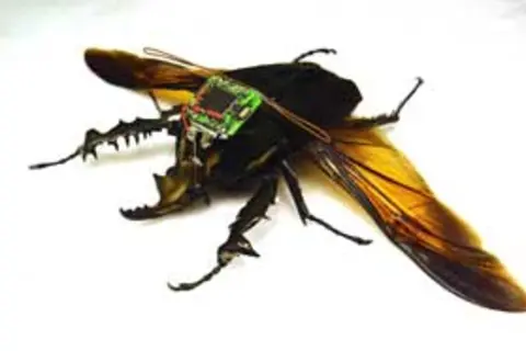 The Pentagon’s Beetle Borgs | Discover Magazine