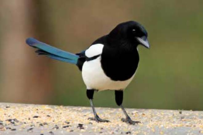 #30: Magpies Recognize Themselves in the Mirror | Discover Magazine