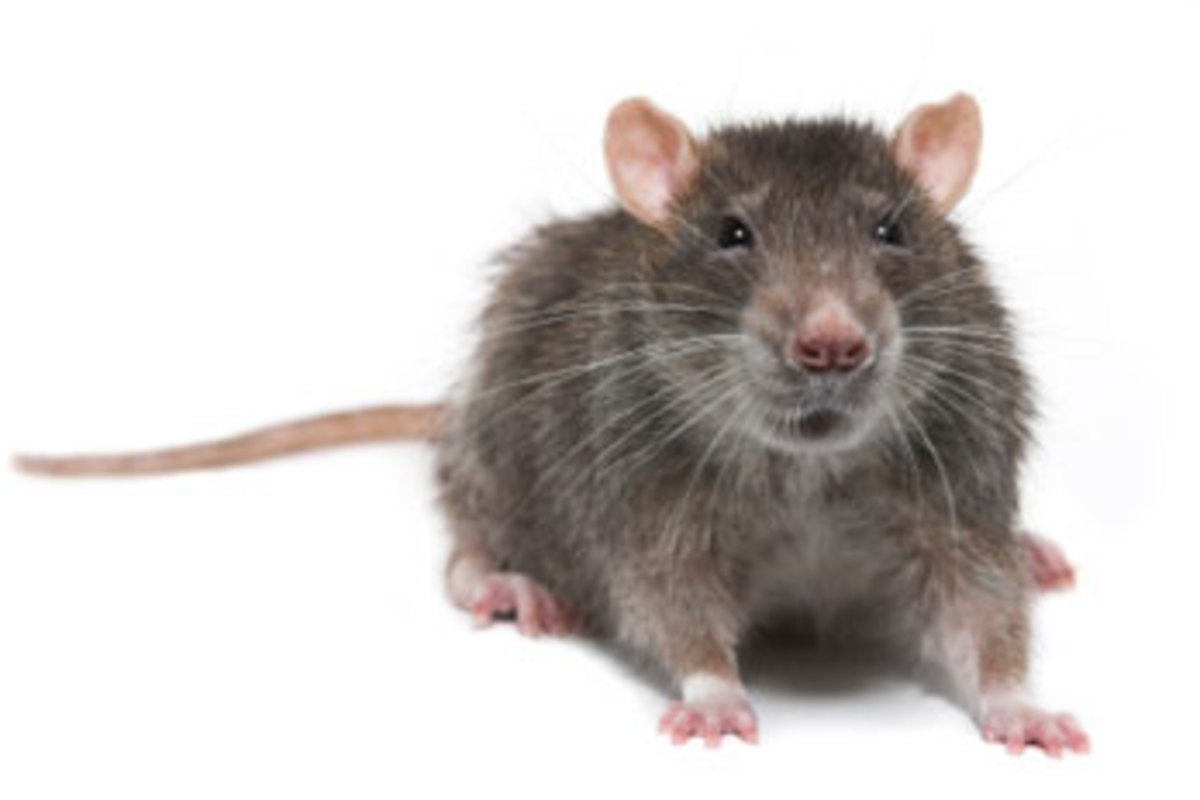 Is One Very Tough Rat a Very Big Risk to Human Health? | Discover Magazine