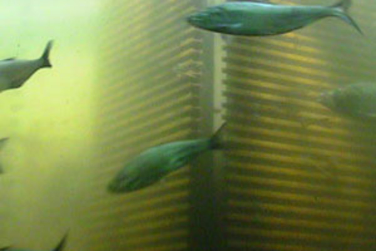 A Shad Situation | Discover Magazine