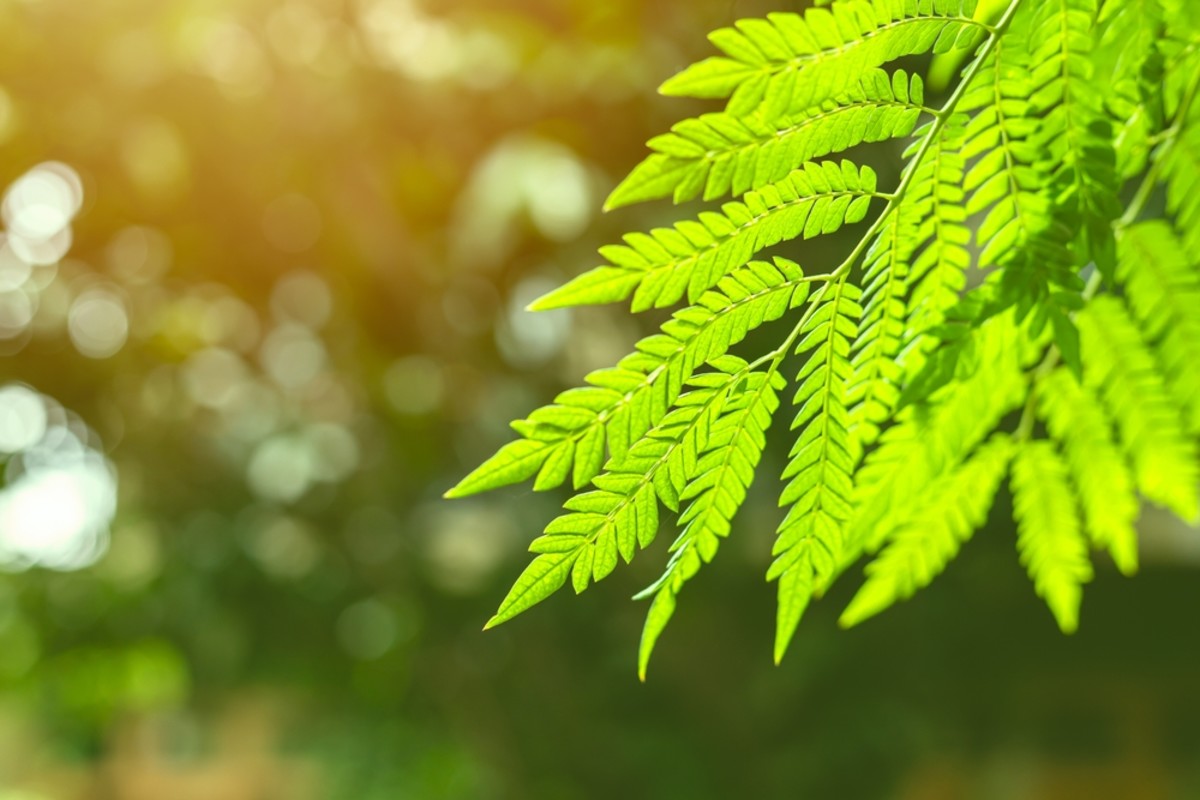 How Does Photosynthesis Work? | Discover Magazine