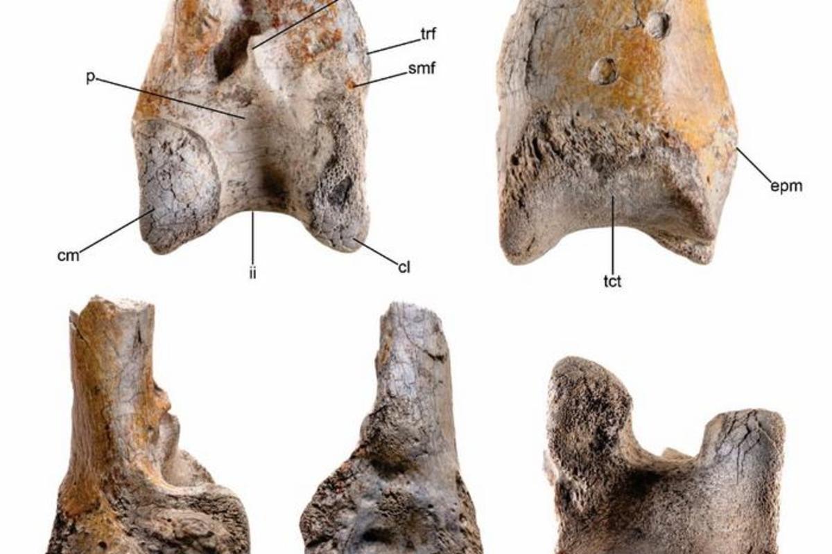 Largest ‘Terror Bird’ Fossil Identified — Sat Atop Food Chain 12 ...