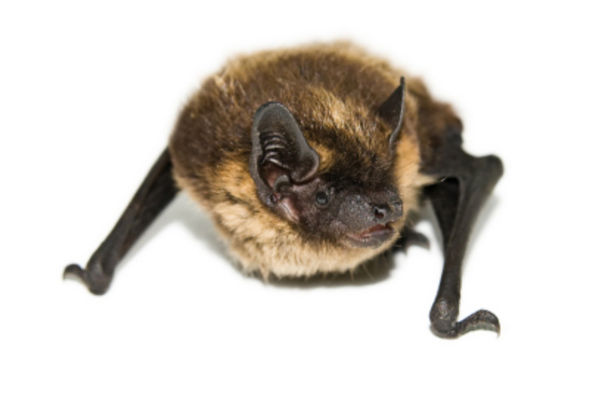 What Is Killing America’s Bats? | Discover Magazine