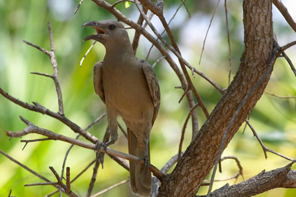 #86: Bowerbirds Use Illusion to Seduce Mates | Discover Magazine