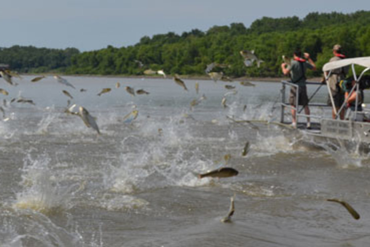 Attack of the Flying, Invasive Carp | Discover Magazine