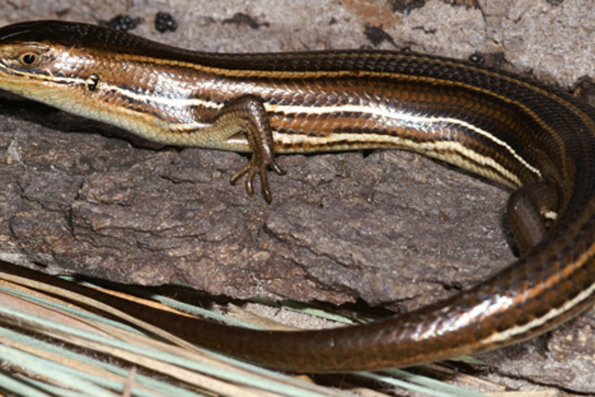 Superfreak of Evolution: The Lizard With a Humanlike Placenta ...