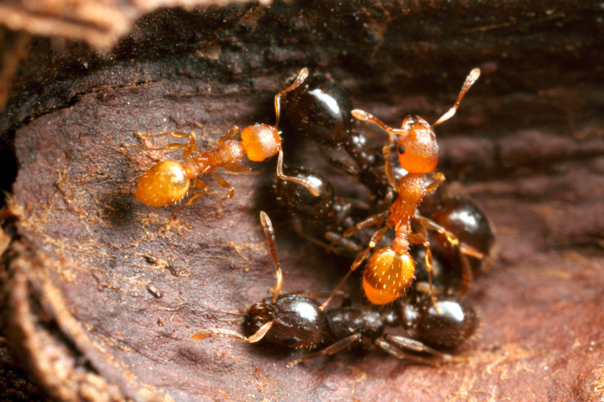 How Ant Slaves Overthrow Their Masters | Discover Magazine