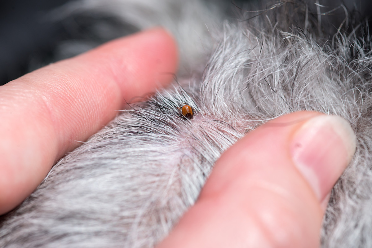 How to Remove a Tick From a Dog | Discover Magazine