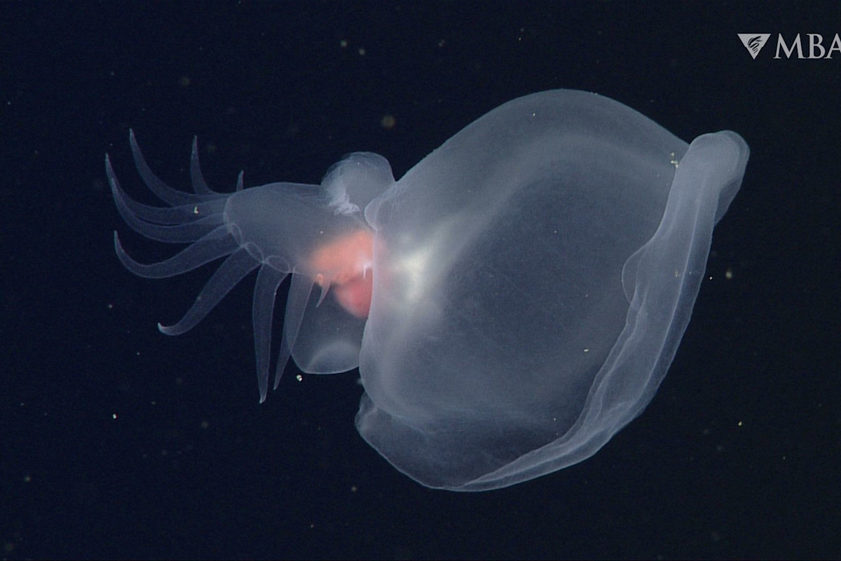 A ‘Mystery Mollusc’ Has See-Through Skin and Wears a Hood to Capture ...