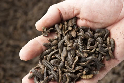 Welcome to the Fly Farm | Discover Magazine