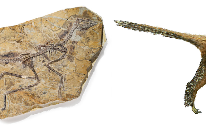 Ancient Bird Shakes Up Avian Evolution | Discover Magazine