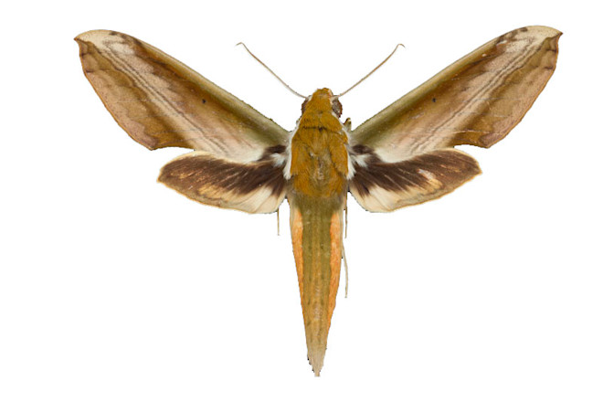 Hawk Moths Rub Genitals to Block Bat Radar | Discover Magazine